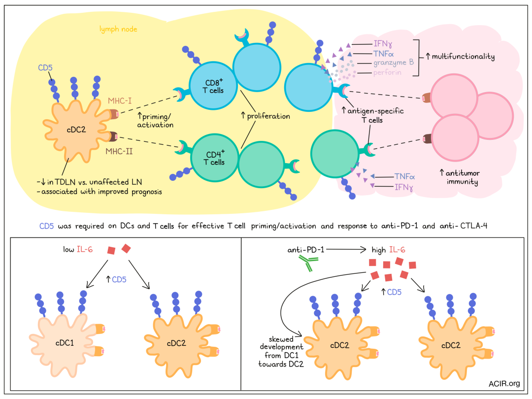 Science 202302：CD5阳性的DC亚群的对激活T细胞抗肿瘤免疫反应至关重要-OncoLab实验室