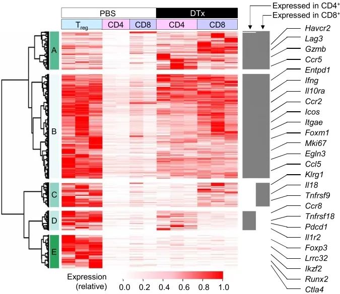 Sci Immunol：普通T细胞在Treg细胞耗竭后获得了抑制功能并损害了抗肿瘤免疫-OncoLab实验室